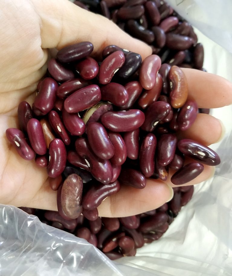 Feijão Vermelho BIO – Mercado Agrolimiano